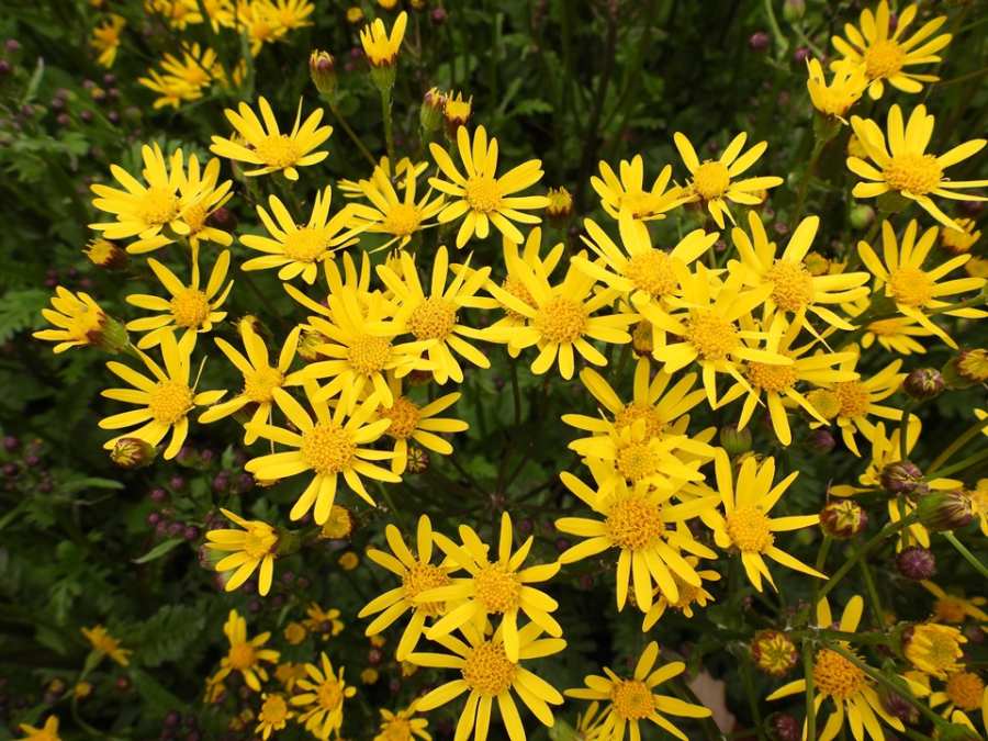 Golden Ragwort Msd